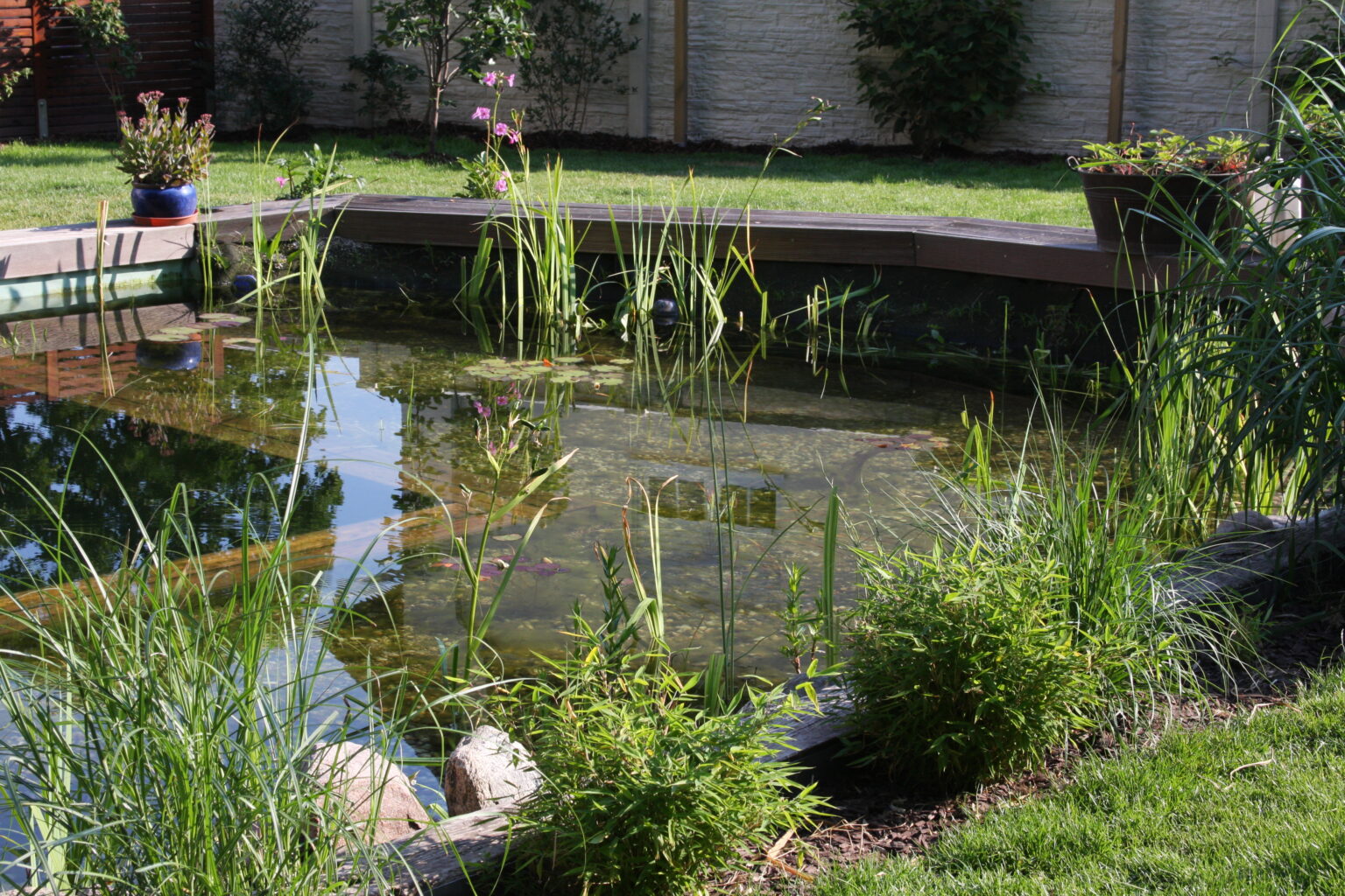 Schwimmteich im Westen von Berlin - Mielke’s Naturbadeteich