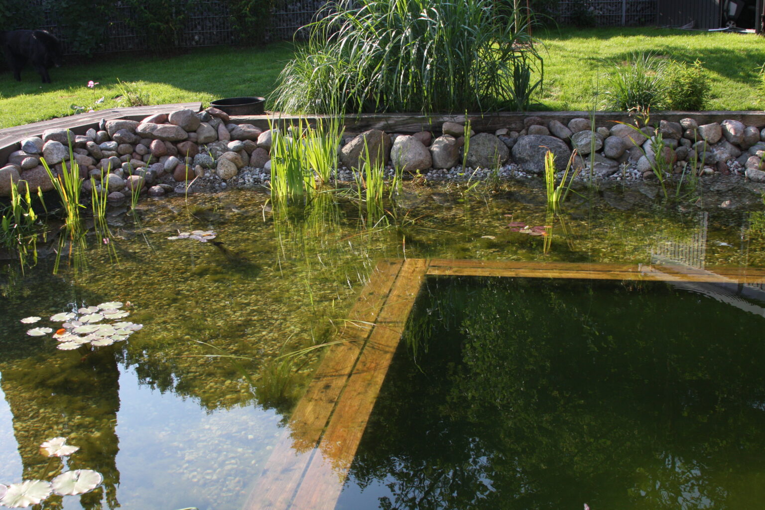 Schwimmteich im Westen von Berlin - Mielke’s Naturbadeteich